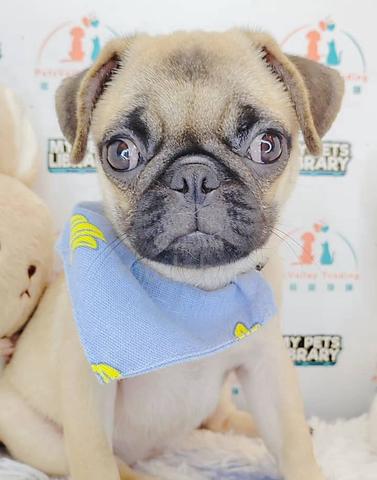 Super Fatty Pug Puppy Dog Pet *yu.01857 - Pets for sale in Puchong ...