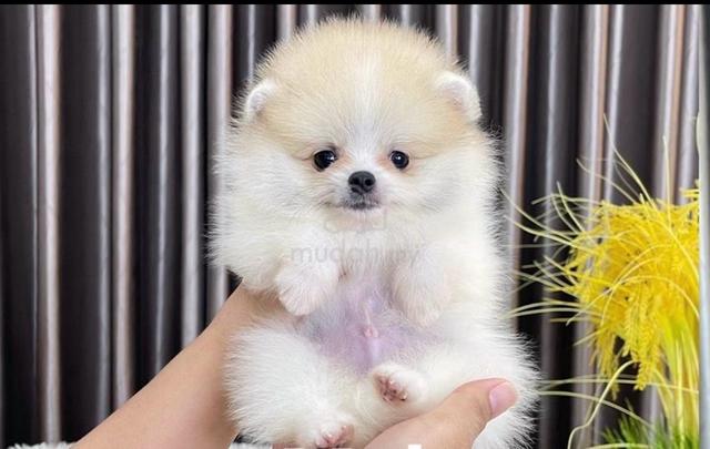 Pomeranian Parti Male Bear Face Tiny Puppy - Pets for sale in Prai, Penang