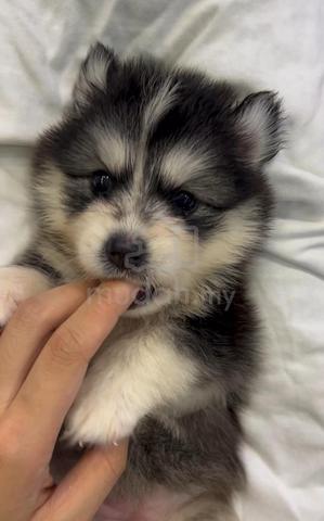 G13 best pomsky puppy dog - Pets for sale in Puchong, Kuala Lumpur