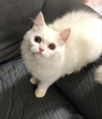 Pesian full white - Pets for sale in Sri Petaling, Kuala Lumpur