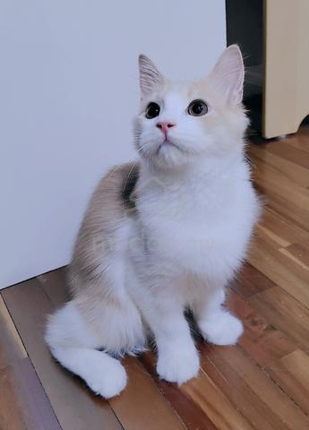 5 mths Male Persian + BSH kitten cat kucing - Pets for sale in Jalan ...