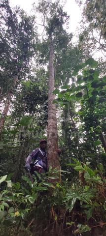 Agricultural Land for Sale, 5.5 Acre(s), Kuala Lipis, Pahang 113043425 ...