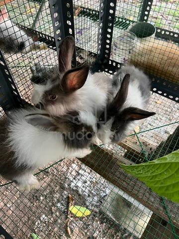 Arnab Rabbit - Pets for sale in Jenjarom, Selangor