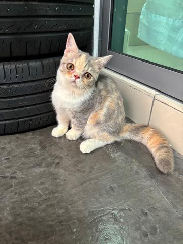 Munchkin calico - Pets for sale in Semenyih, Selangor