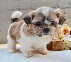 B13 big shih tzu puppy dog - Pets for sale in Puchong, Kuala Lumpur