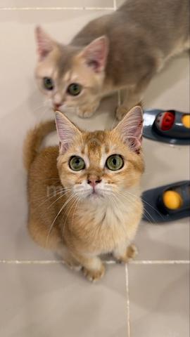 Golden BSH - Pets for sale in City Centre, Kuala Lumpur