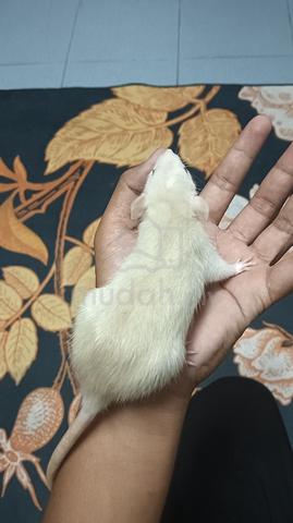 fancy rat - Pets for sale in Setapak, Kuala Lumpur