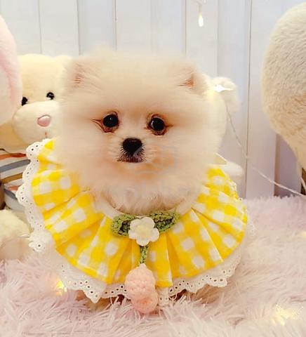Little Cutie Mini Pomeranian Puppy Dog *YM823 - Pets for sale in ...