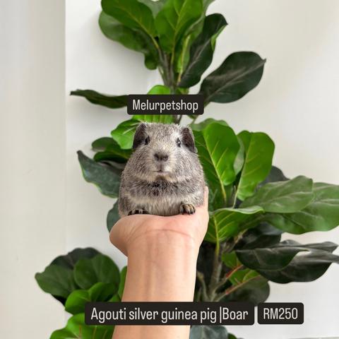 Silver american guinea pig tikus belanda - Pets for sale in Sungai ...