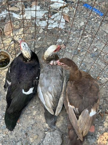 itik nila @ serati - Pets for sale in Jitra, Kedah