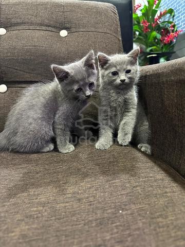 Bsh blue - Pets for sale in Serdang, Selangor