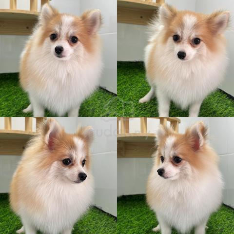 Pure Breed Pomeranian (Female) 7 months old - Pets for sale in Taiping ...