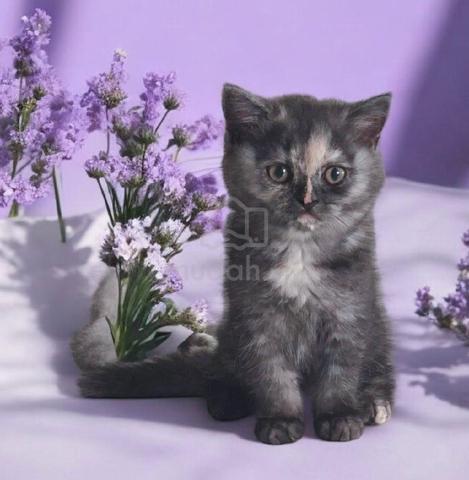 bsh kitten kucing british shorthair bsh kitten - Pets for sale in ...