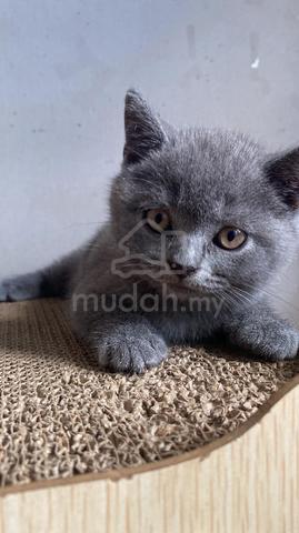 Kucing Bsh - Pets for sale in Kota Bharu, Kelantan