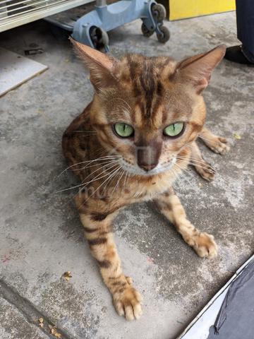 kucing bengal cat unik pawprint - Pets for sale in Penang Hill, Penang