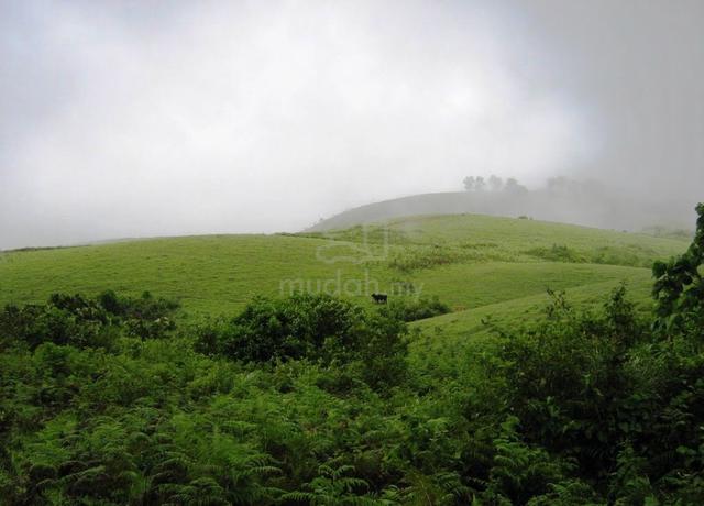 Kerala Vagamon Honeymoon Tour Pack3 Days 2 Nights - Tours and Holidays ...