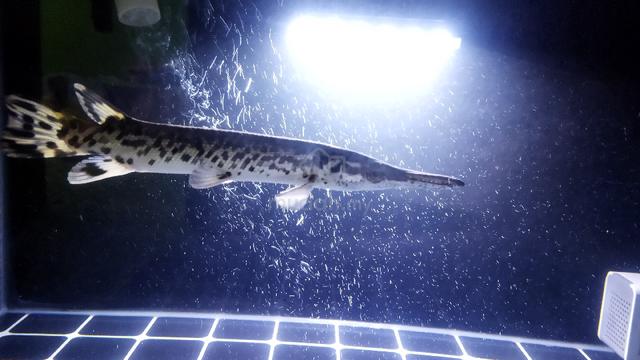 spotted gar - Pets for sale in Kota Kinabalu, Sabah