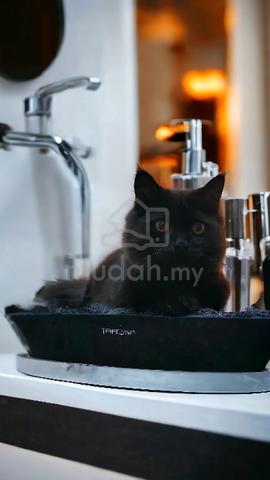 british long hair DLH parsi persian kucing kitten - Pets for sale in ...