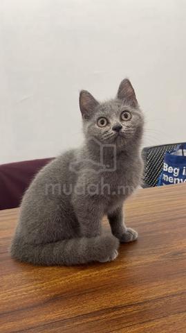 kucing bsh - Pets for sale in Pasir Mas, Kelantan