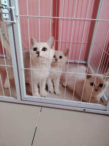 Bsh british short hair SILVER - Pets for sale in Bandar Sunway, Selangor