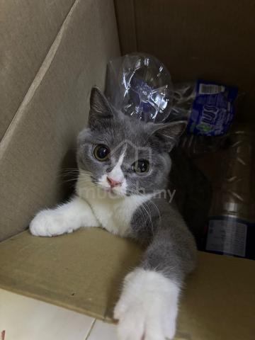 kucing Bsh bicolor - Pets for sale in Cheng, Melaka