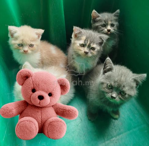 BSH Blue, Bicolor, Calico - Pets for sale in Alor Setar, Kedah