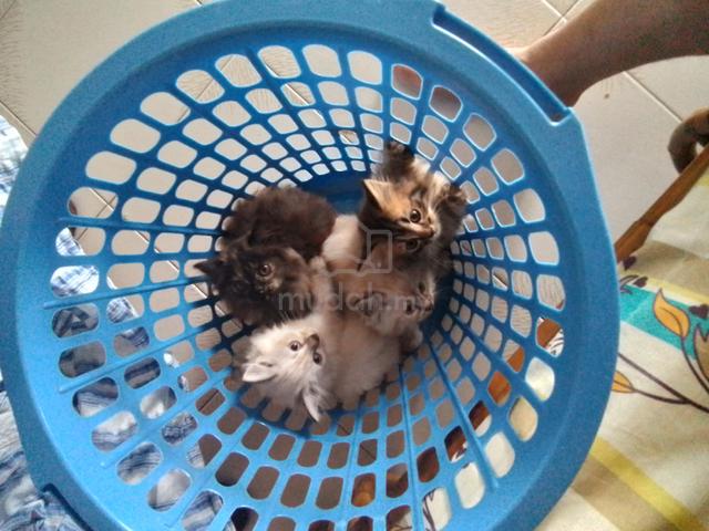kucing dlh - Pets for sale in Sandakan, Sabah