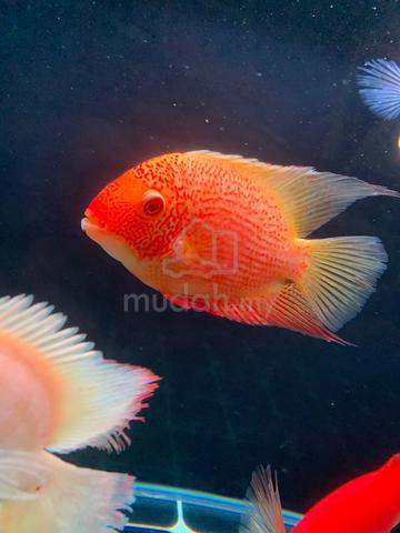 ikan(fish) parrot,Oscar short body,Severum cichlid - Pets for sale in ...