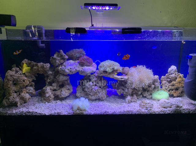 Set Akuarium Air Masin Lengkap / Marine Full Setup - Pets for sale in ...