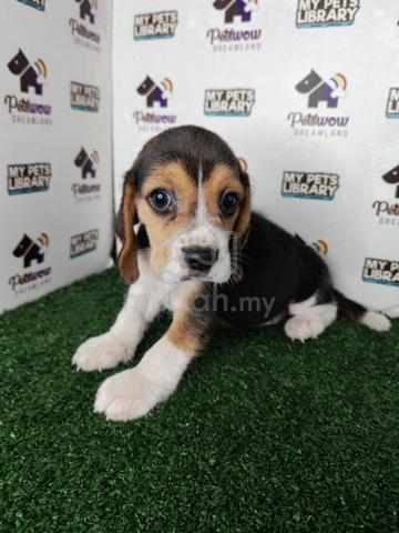 Beagle tri color mka certificate - Pets for sale in Klang, Selangor