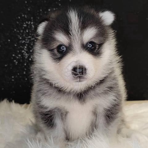 D104 giant pomsky puppy dog - Pets for sale in Puchong, Kuala Lumpur