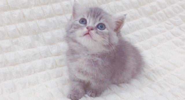 Female Munchkin kitten bsh british shorthair cat - Pets for sale in ...