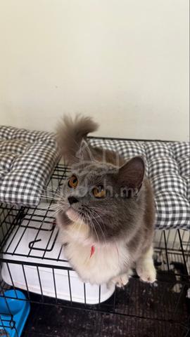 Kucing BSH + KORAT (FEMALE) - Pets for sale in Cheras, Selangor
