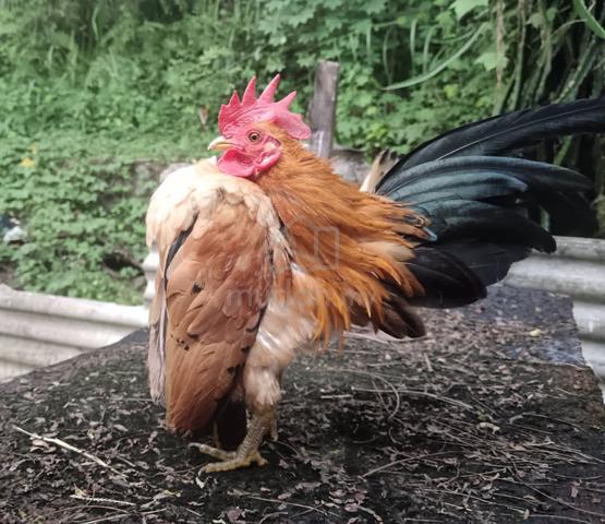 Ayam Serama - Pets for sale in Bandar Pusat Jengka, Pahang
