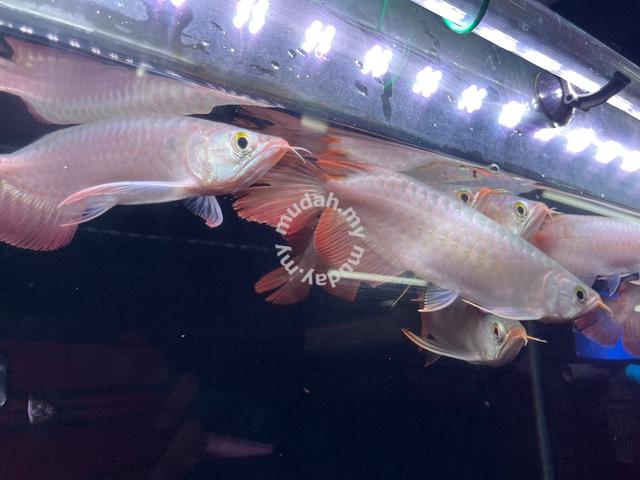 Red arowana - Pets for sale in Balakong, Selangor
