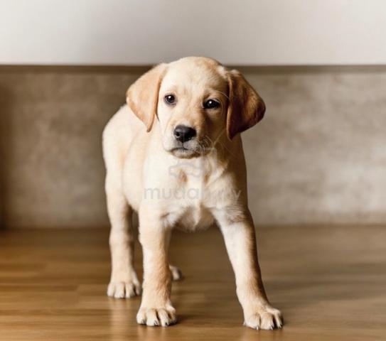 Labrador retriever mka and microchip - Pets for sale in Seri Kembangan ...