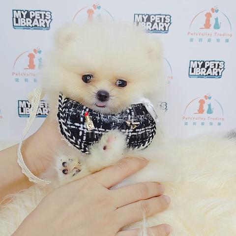 Mini Pomeranian Puppy Dog @ED1692 - Pets for sale in Puchong, Selangor