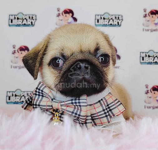 Super Fatty Pug Puppy Dog Pet *yu.0323 - Pets for sale in Puchong, Selangor