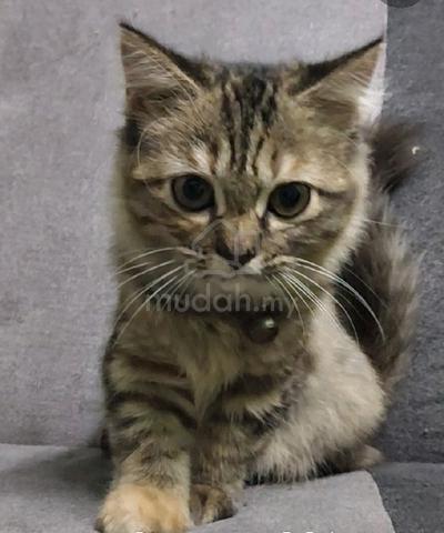 BSH golden+persian female - Pets for sale in Ampangan, Negeri Sembilan
