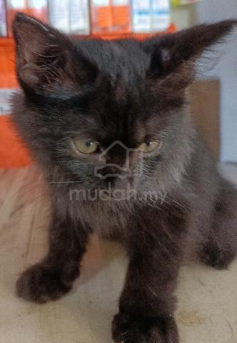 kucing dlh - Pets for sale in Putatan, Sabah