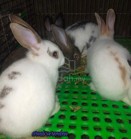 arnab - Pets for sale in Sikamat, Negeri Sembilan