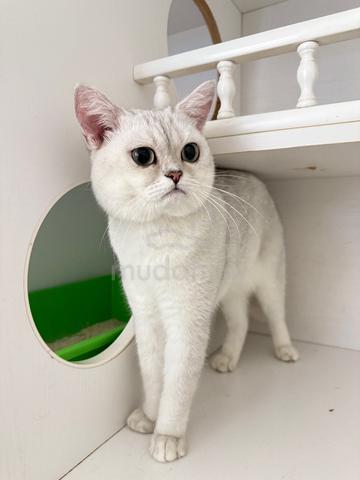 British shorthair/BSH silver 银渐层 - Pets for sale in Semenyih, Selangor
