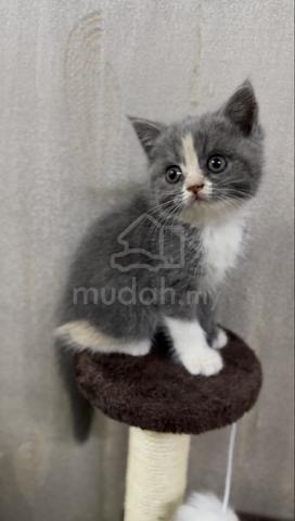 正开脸蓝乳三花Bsh blue cream Calico kitten - Pets for sale in Bandar Bukit ...