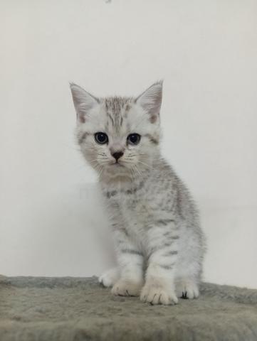 Kucing BSH Silver Faded - Pets for sale in Ipoh, Perak