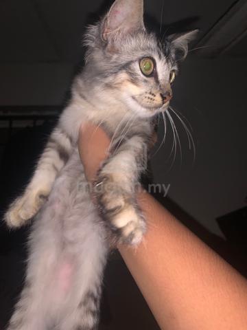 kucing baka dsh - Pets for sale in Kota Bharu, Kelantan
