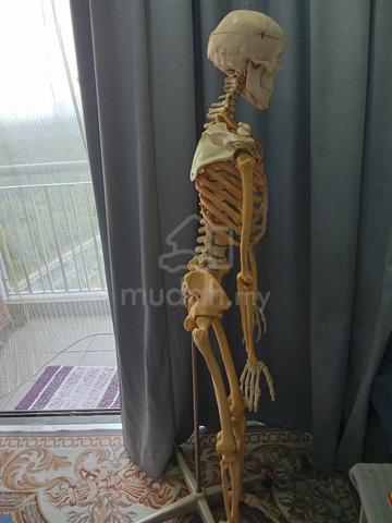 Human skeleton display - Others for sale in Iskandar Puteri, Johor