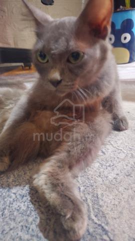 British short hair full grey kucing bsh - Pets for sale in Alor Gajah ...