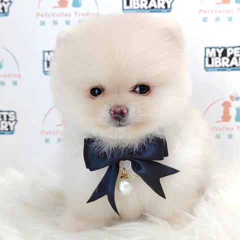 Super Small Tiny Mini Pomeranian Puppy Dog *MJ85 - Pets for sale in ...