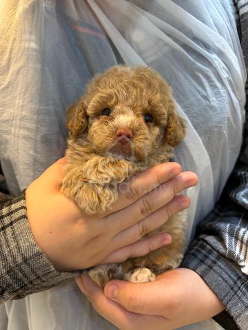 S156 silly poodle puppy dog - Pets for sale in Puchong, Kuala Lumpur