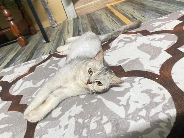 British Short Hair BSH - Pets for sale in Pekan, Pahang